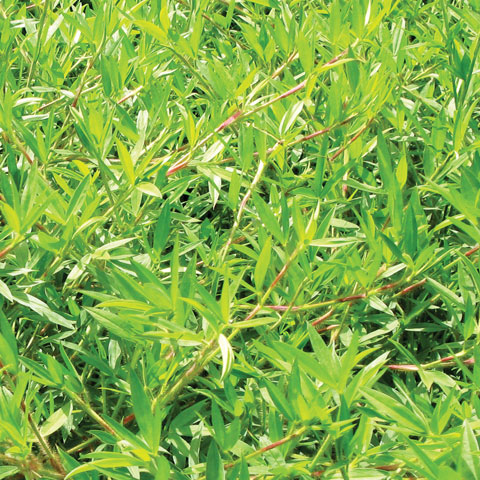 Tropical | PGG Wrightson Seeds Australia